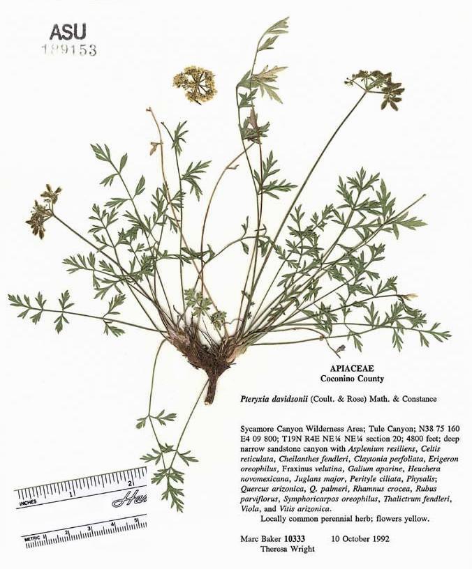 Cymopterus davidsonii (Davidson's cliff carrot) | New Mexico Rare Plants